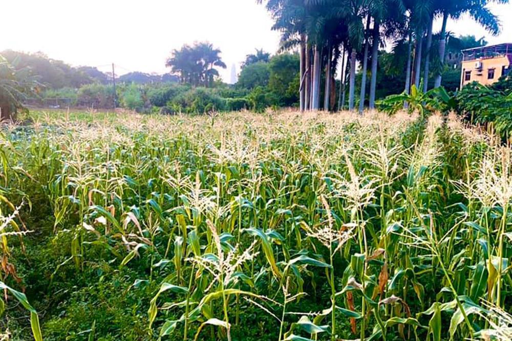 Fanling Ping Che – Harvest Farm Limited